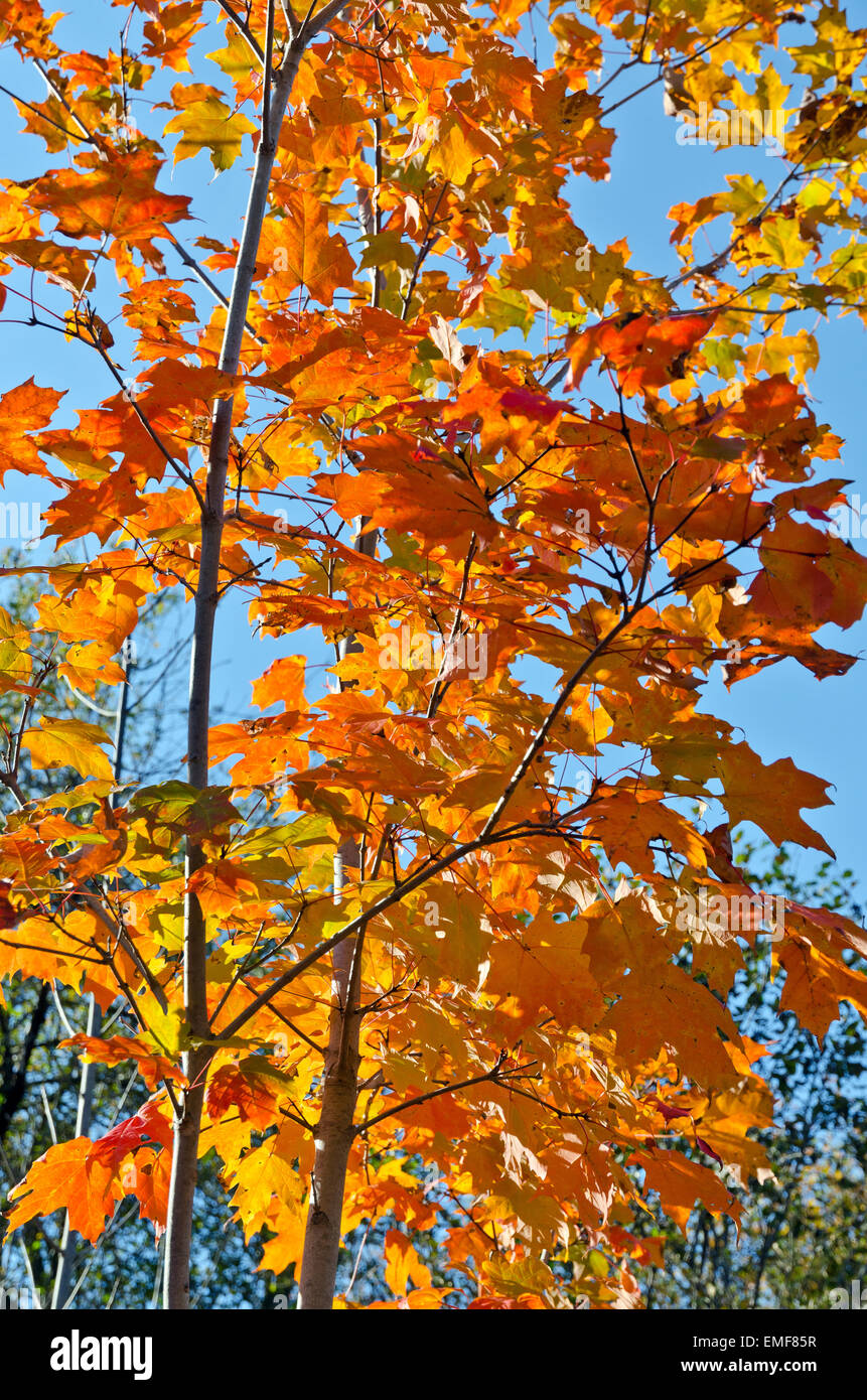 Fall's colorful trees in park. Ontario, Canada Stock Photo - Alamy