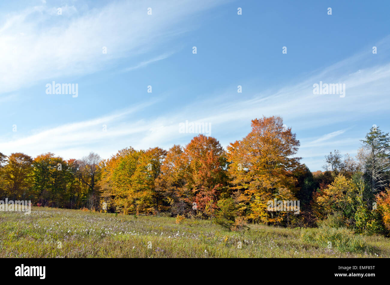 Fall's colorful trees in park. Ontario, Canada Stock Photo - Alamy