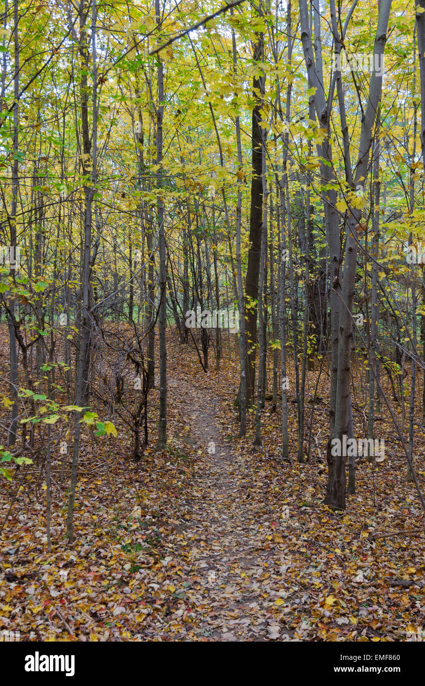 Fall's colorful trees in park. Ontario, Canada Stock Photo - Alamy
