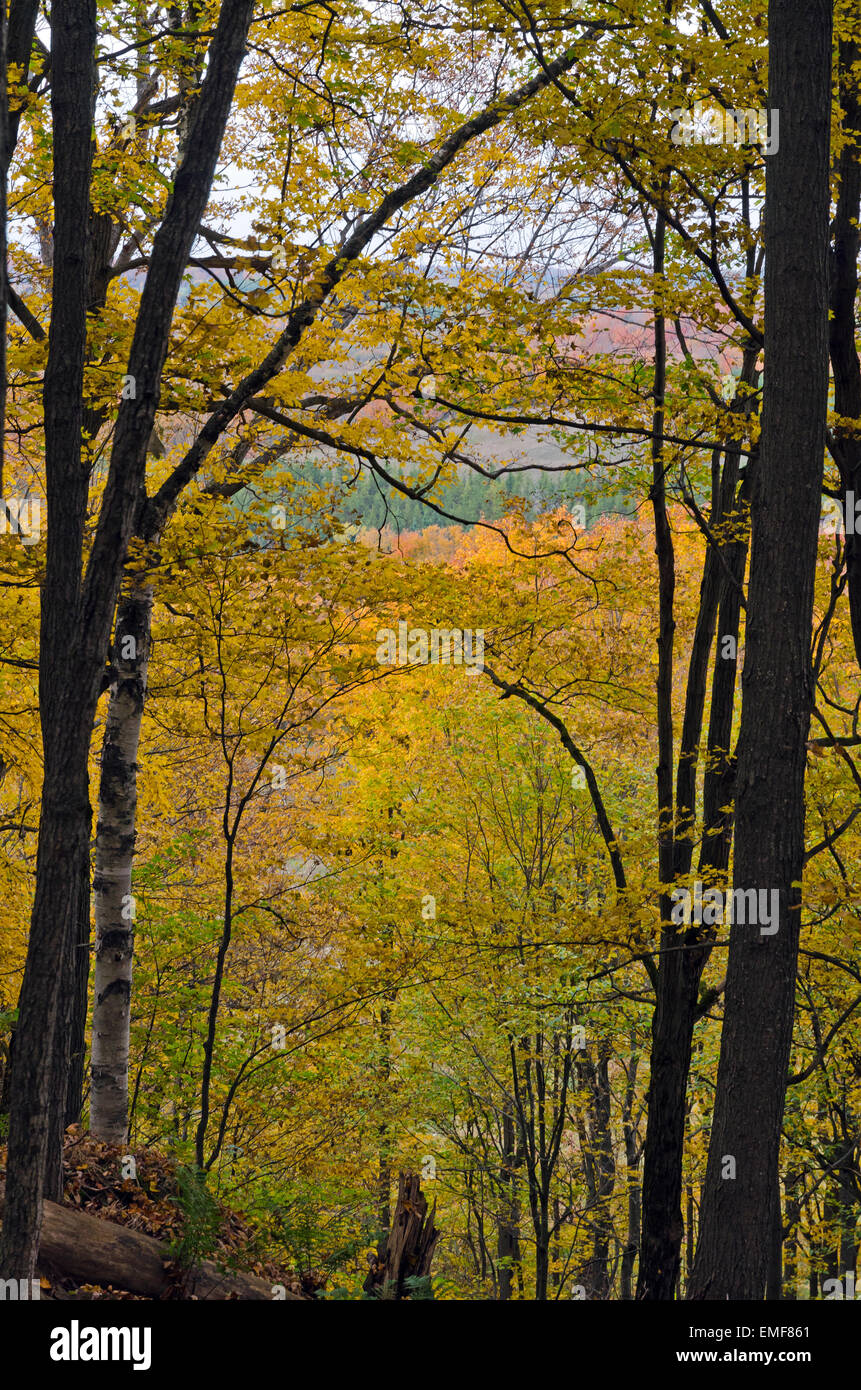 Fall's colorful trees in park. Ontario, Canada Stock Photo - Alamy