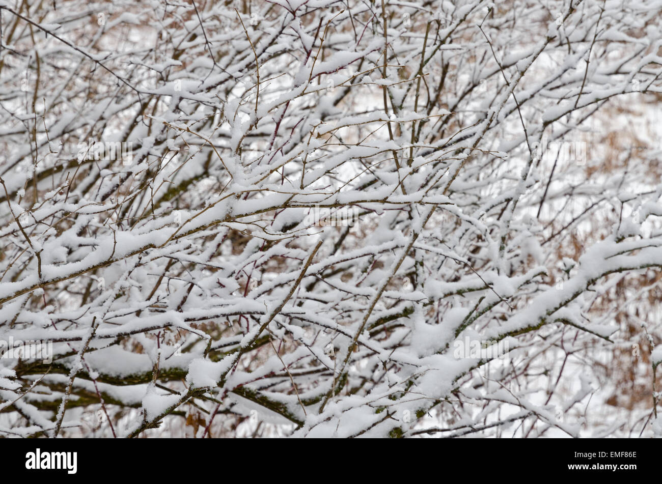 Snowy curved trees in forest hi-res stock photography and images - Alamy