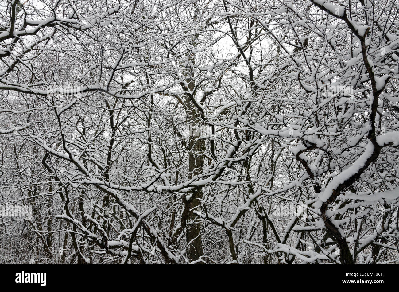 Snowy curved trees in forest hi-res stock photography and images - Alamy