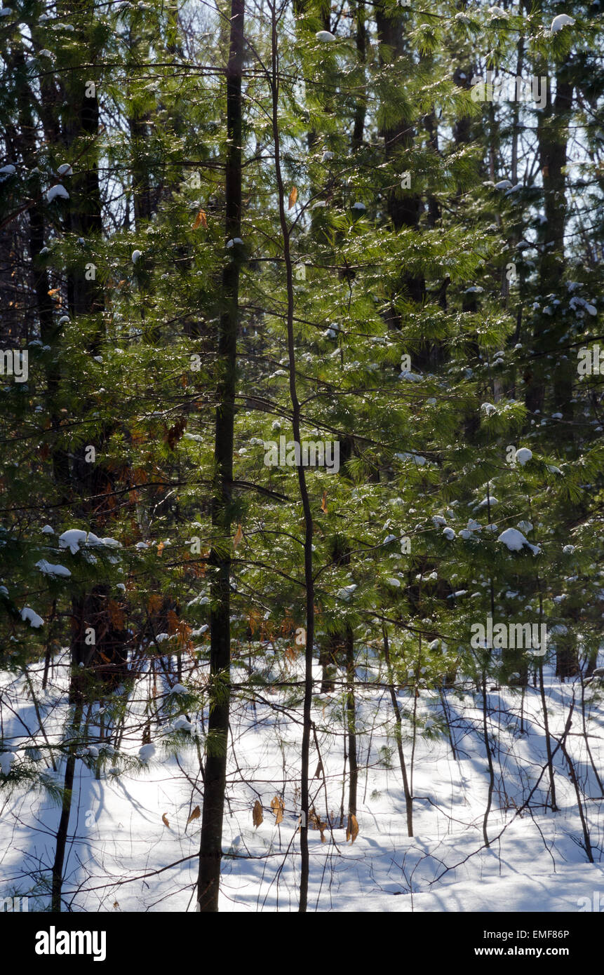 Evening time in forest hi-res stock photography and images - Alamy