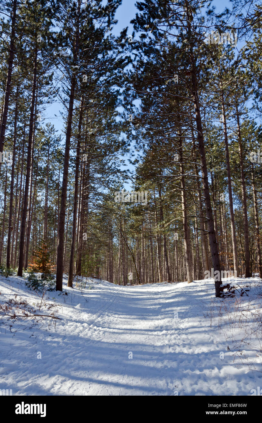 Canadian forest in winter time Stock Photo - Alamy