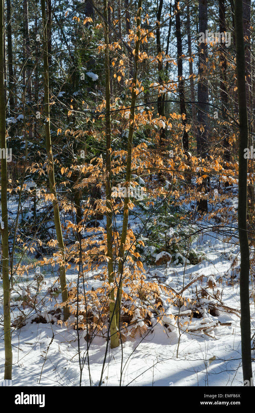 Canadian forest in winter time Stock Photo - Alamy