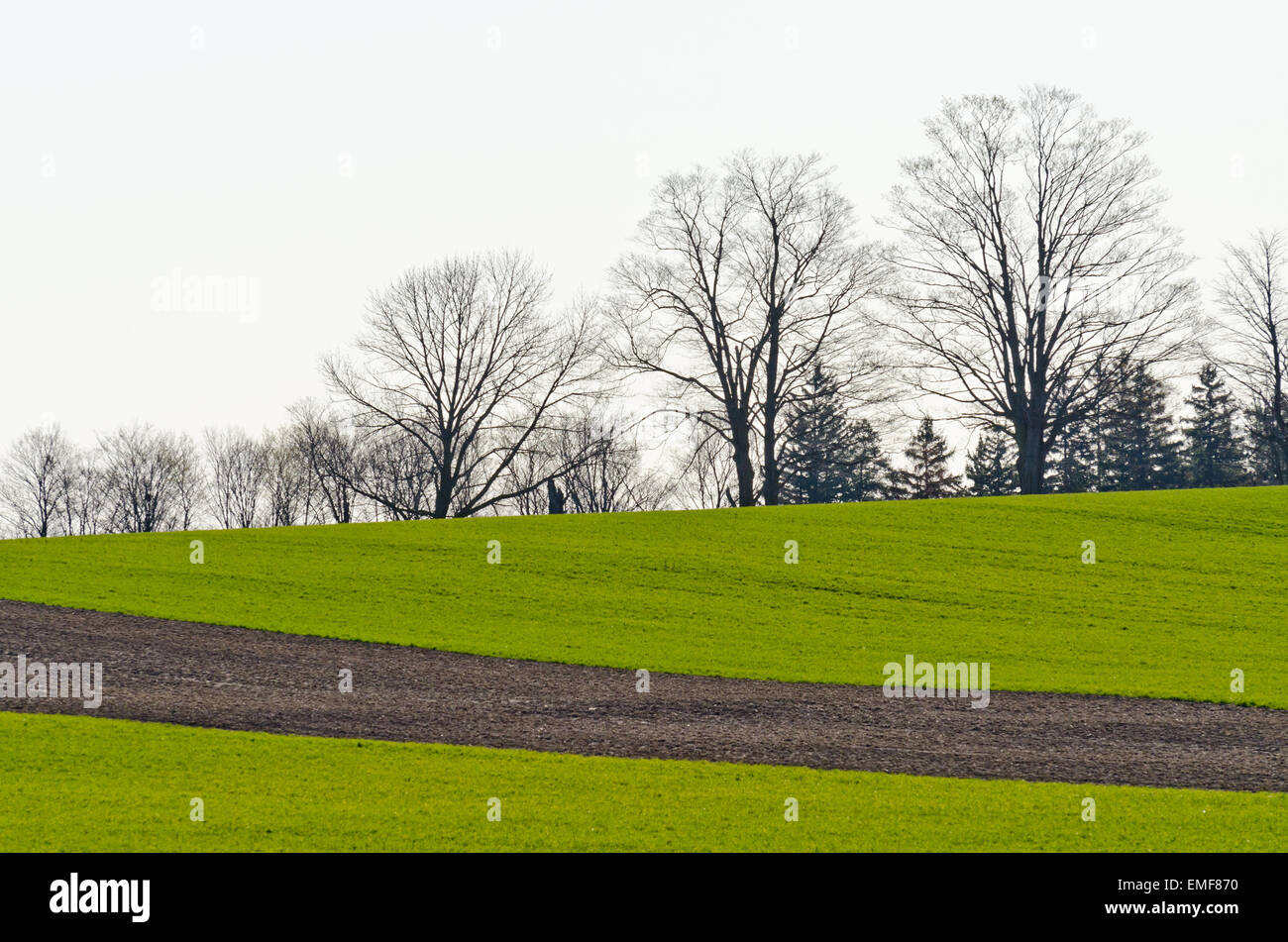 Rows of soy plants in a cultivated farmers field Stock Photo - Alamy