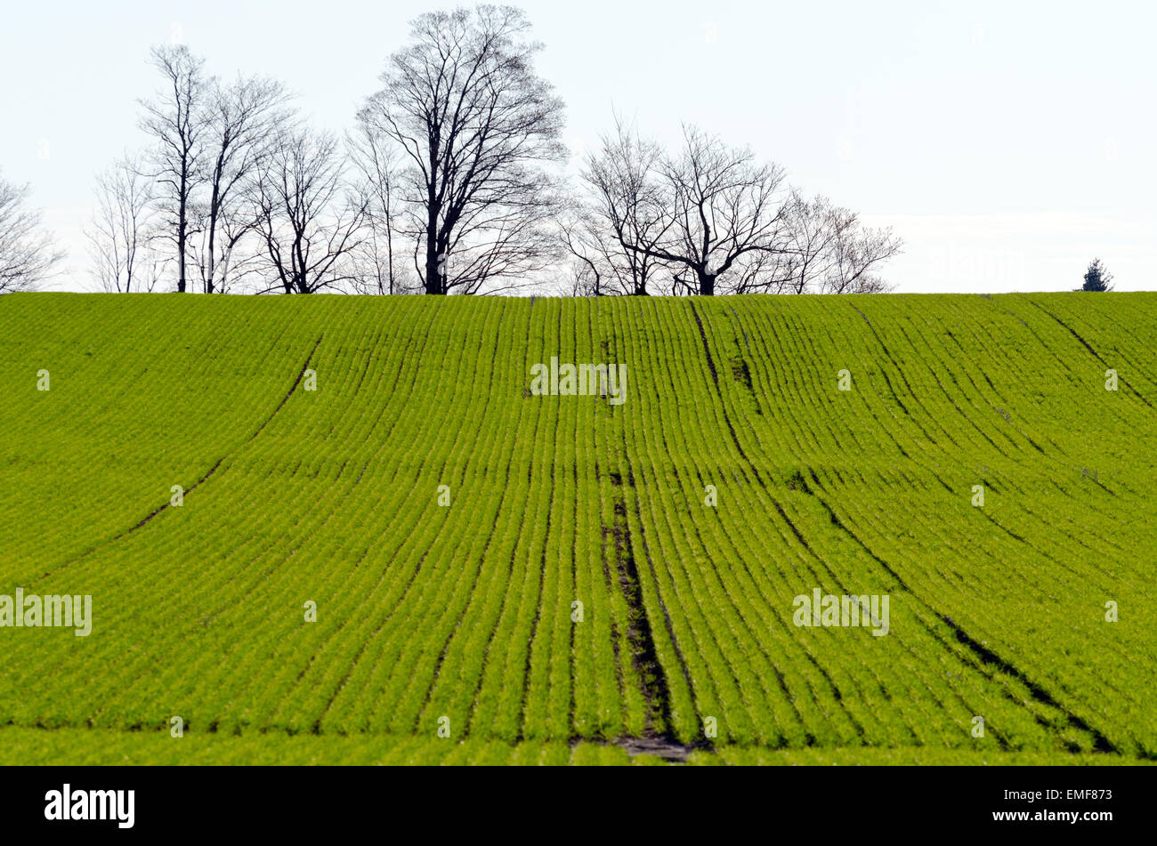 Rows of soy plants in a cultivated farmers field Stock Photo - Alamy