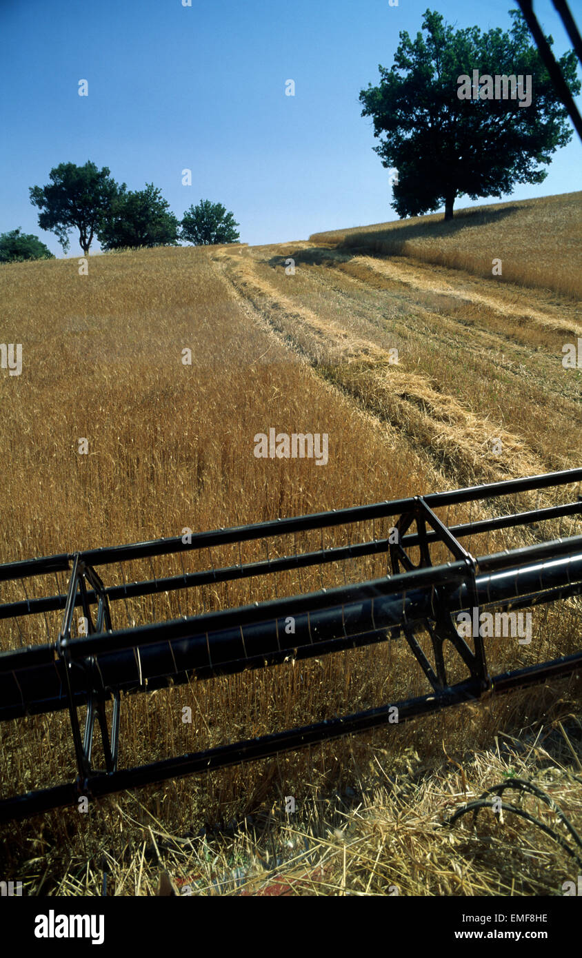 Italy, Basilicata, Roccanova, wheat harvest Stock Photo - Alamy