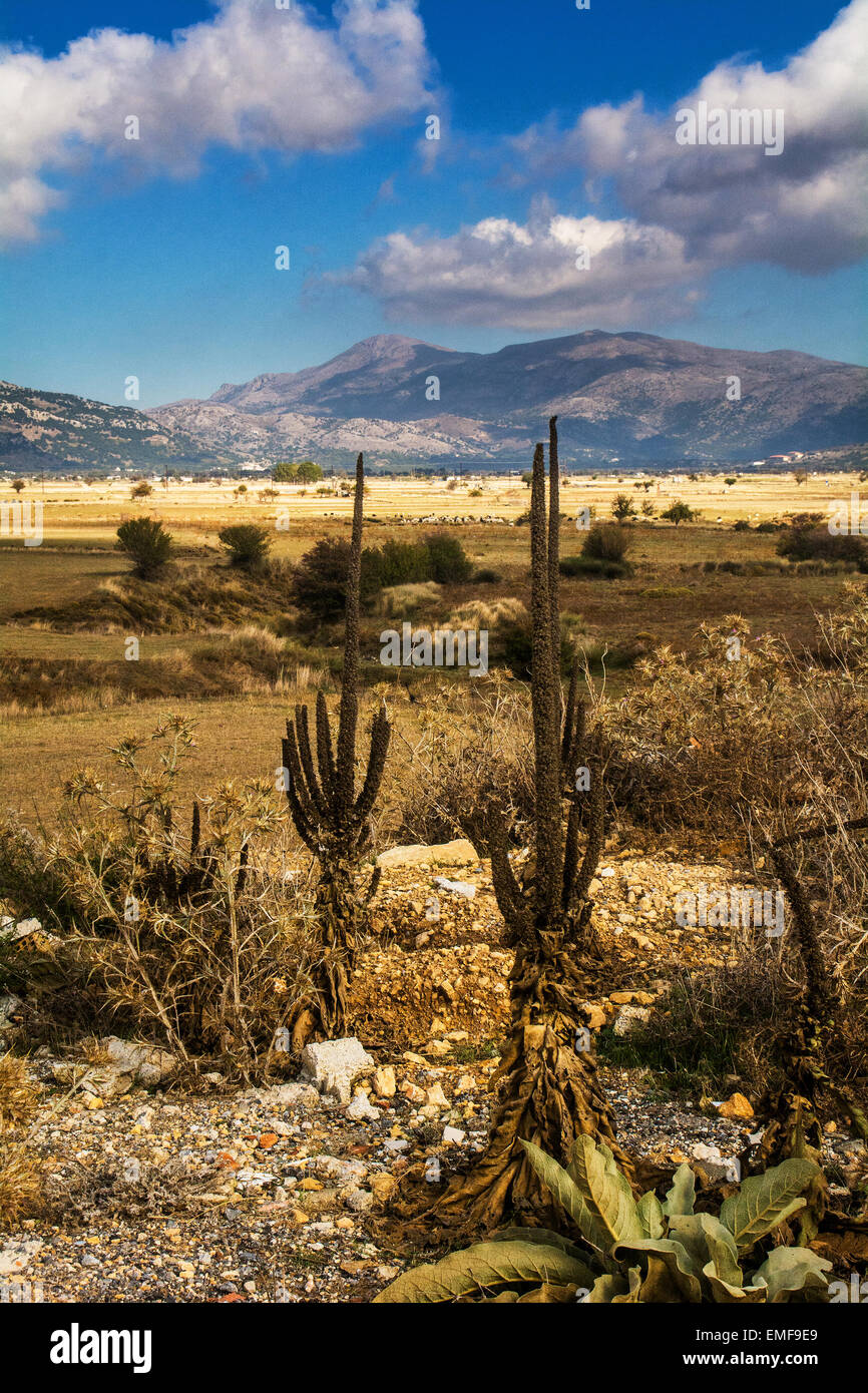 Cistanche hi-res stock photography and images - Alamy