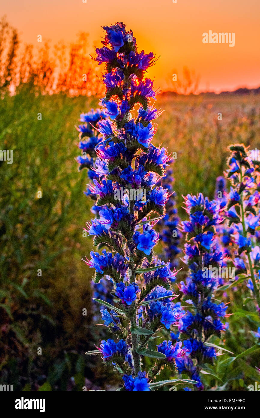 Blueweed hi-res stock photography and images - Alamy