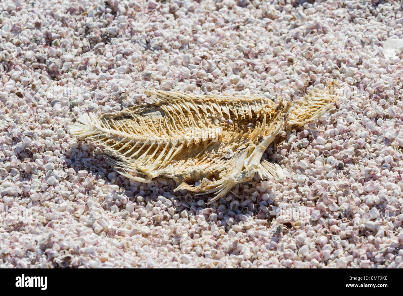 Fish residue hi-res stock photography and images - Alamy