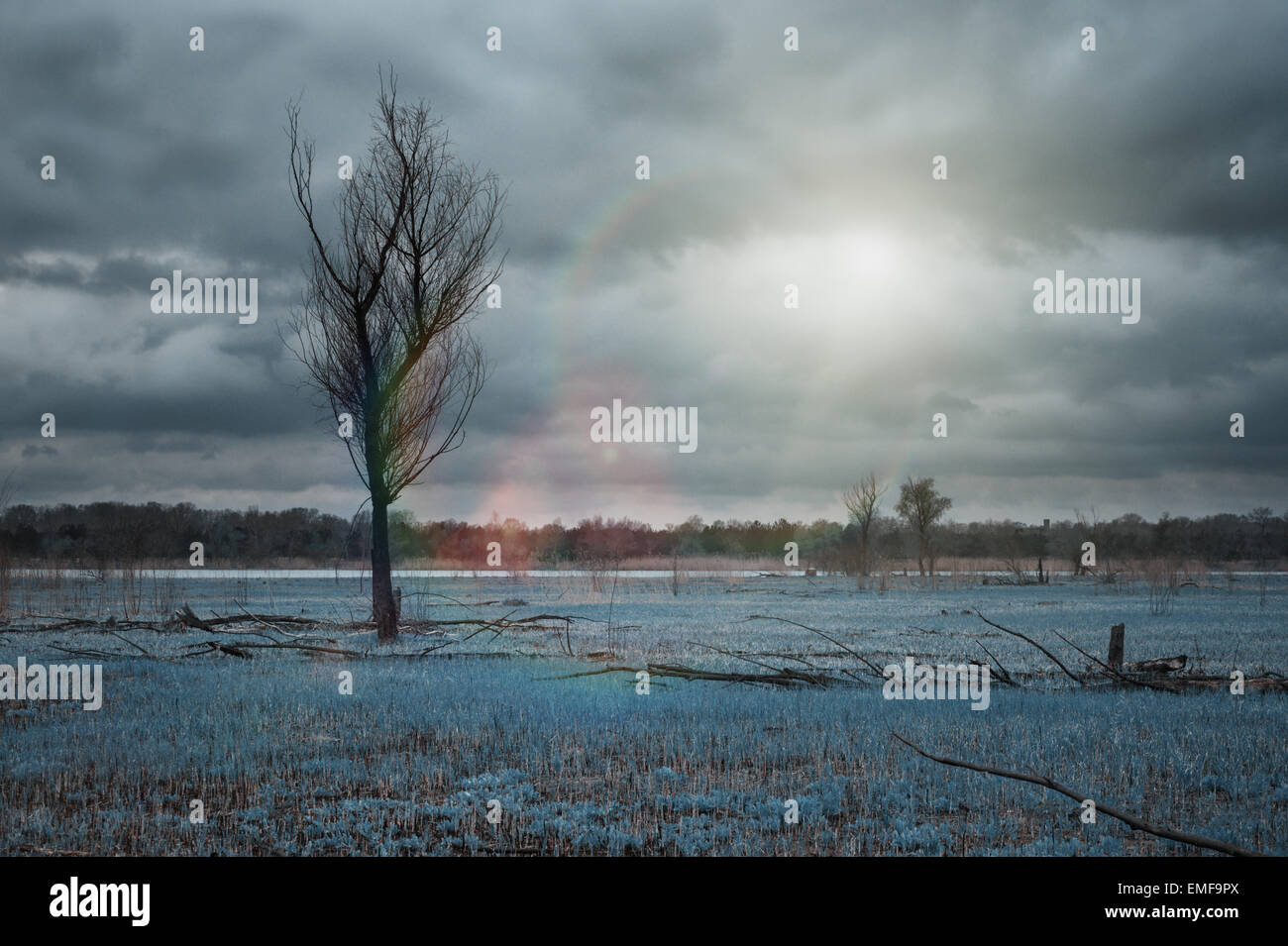 dead tree on a background of dark clouds Stock Photo - Alamy