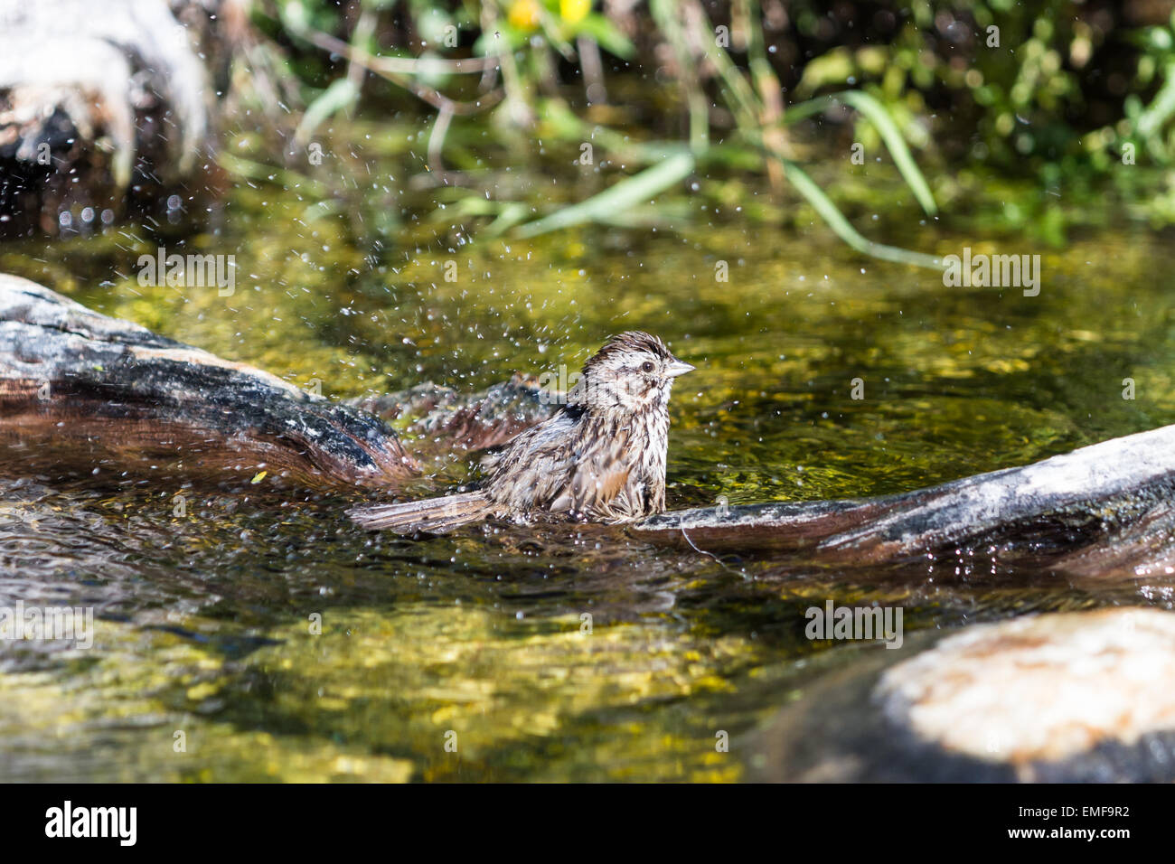 a small finch taking a bath in a small pool of water and a log to stand ...