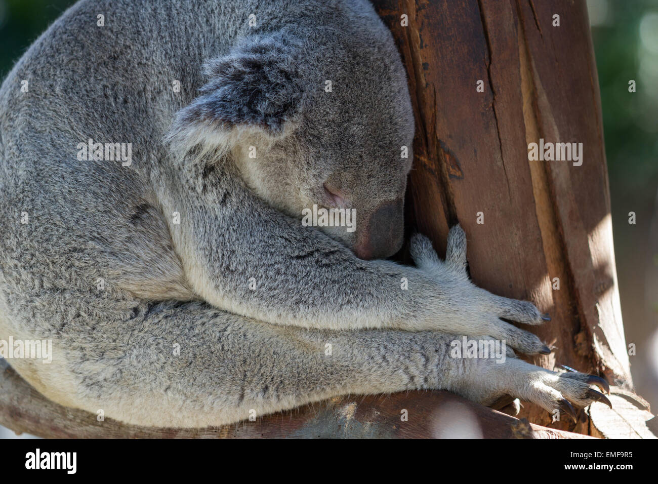 close up of a koala at a zoo, resting up high on wooden logs Stock ...