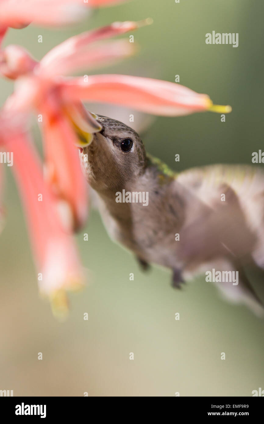 black chinned hummingbird ( Archilochus alexandri) . Female hummer ...