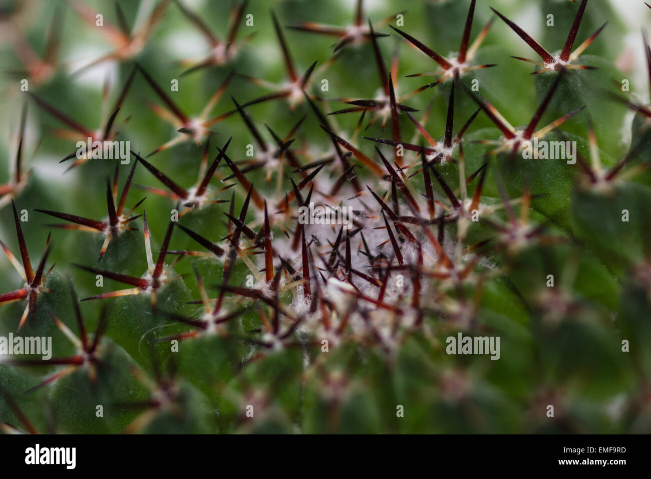 close up detail of an ornamental cactus for a texture background Stock ...