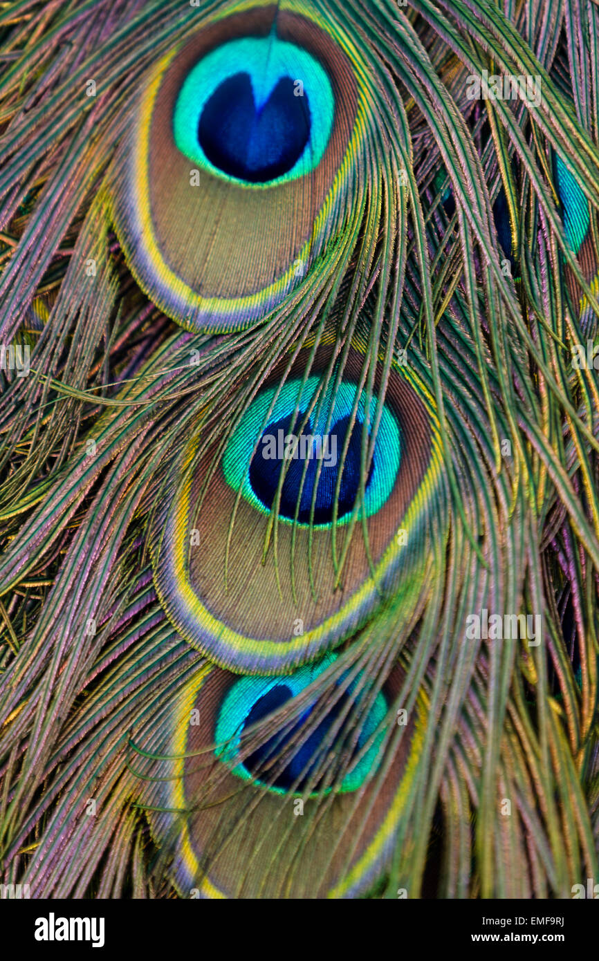 Close up of beautiful and colorful peacock feathers with iridescent ...