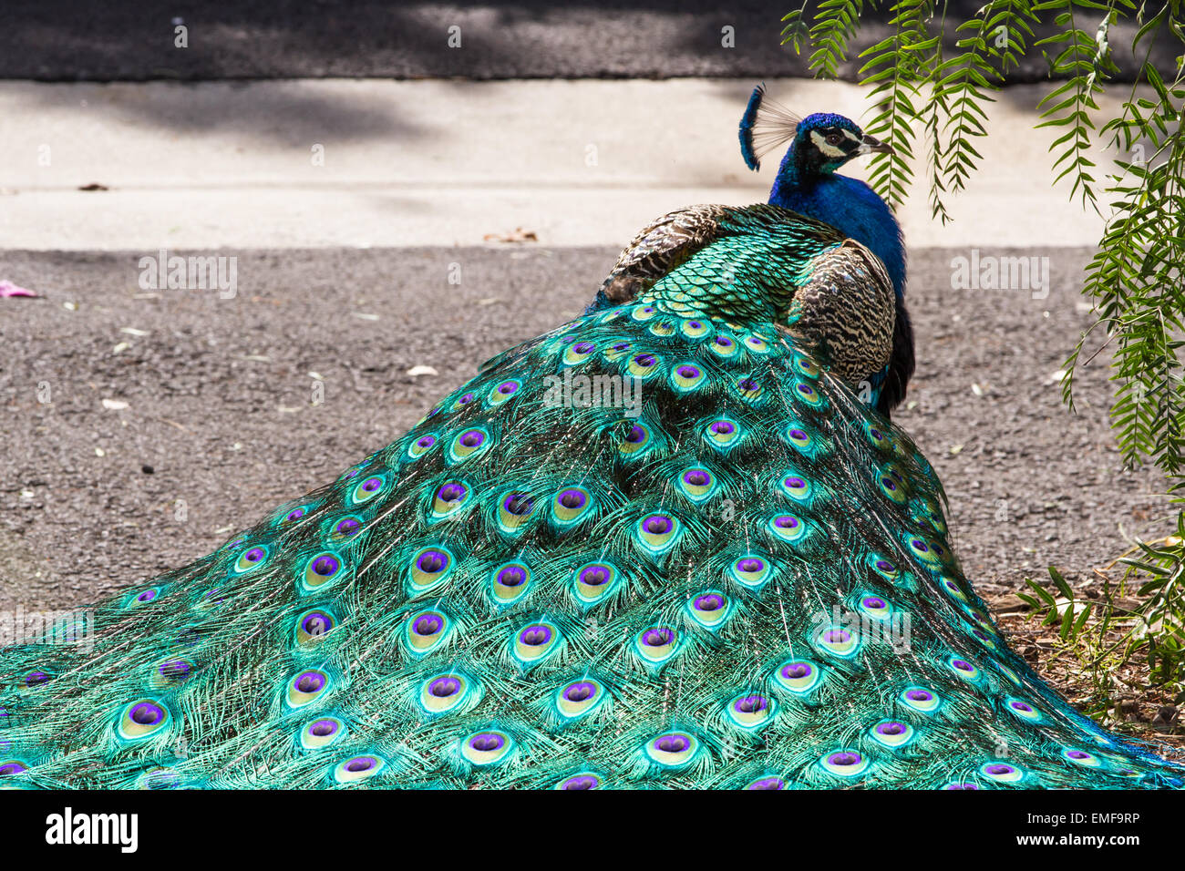 Peacock blue texture hi-res stock photography and images - Alamy