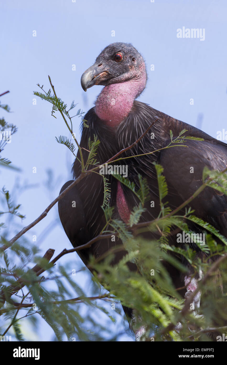 Captive condor hi-res stock photography and images - Alamy