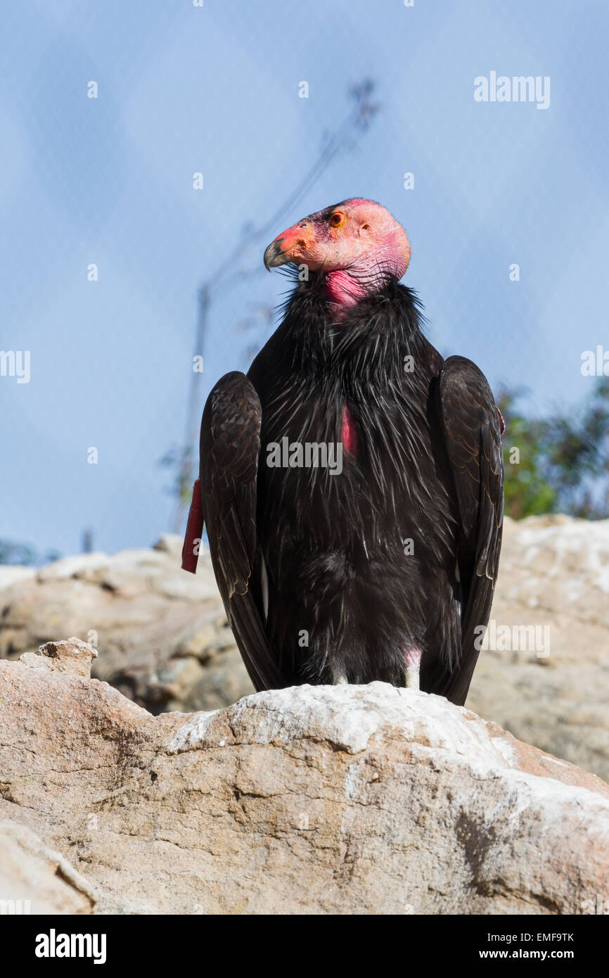 California condor and zoo hi-res stock photography and images - Alamy