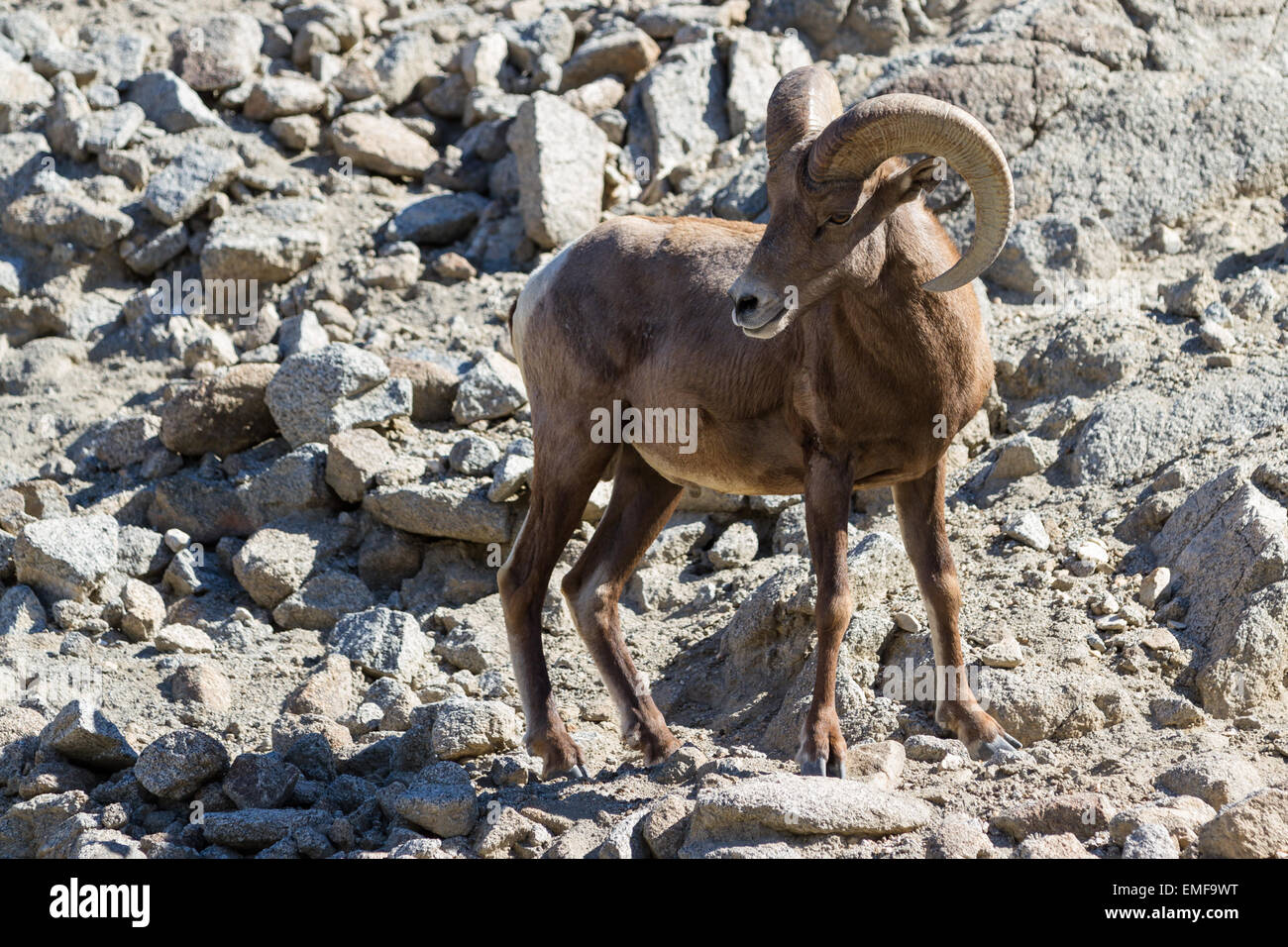 Desert big horn sheep on a bare rock mountain in southern California ...
