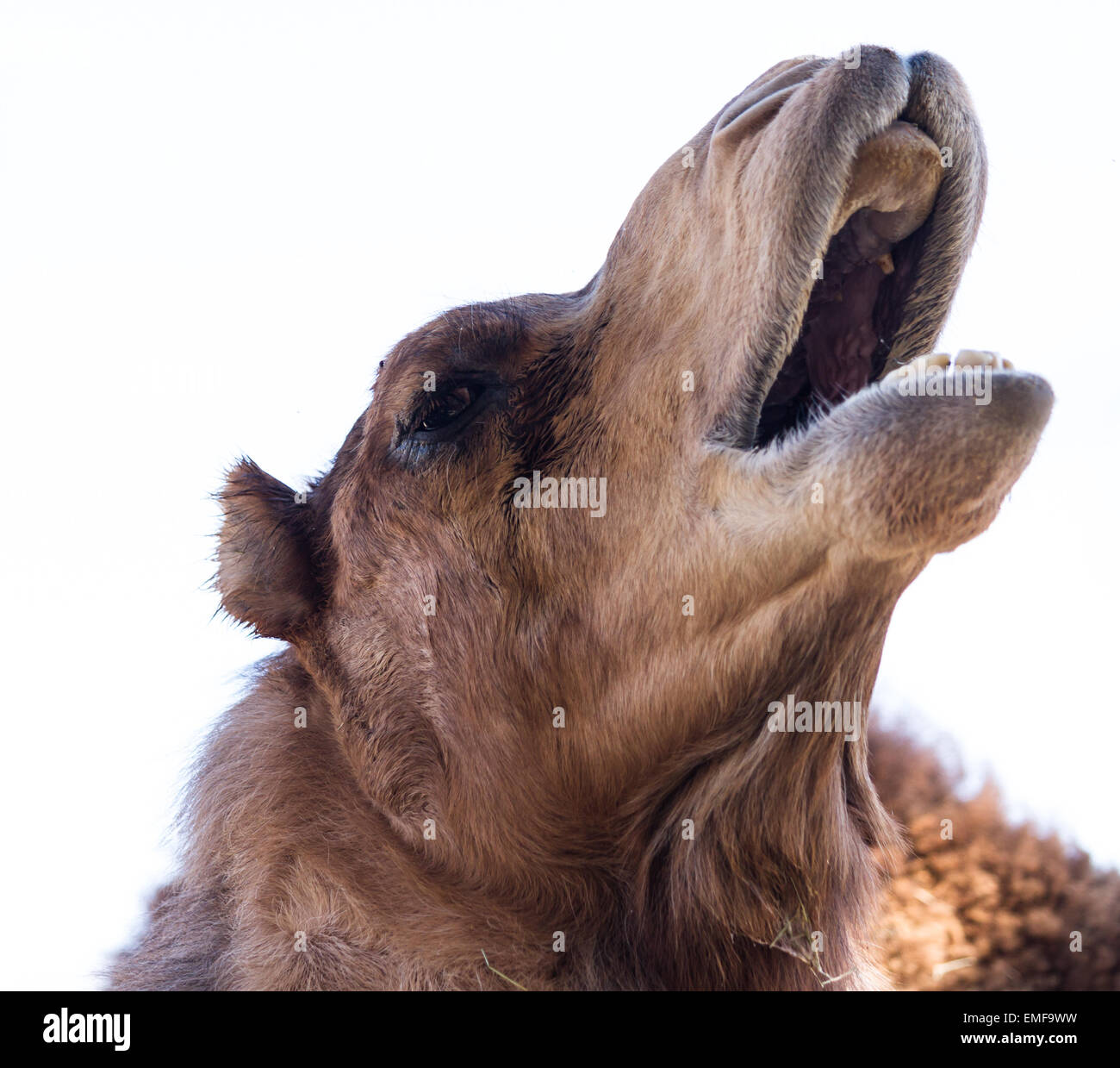 White camel camelus dromedarius hi-res stock photography and images - Alamy