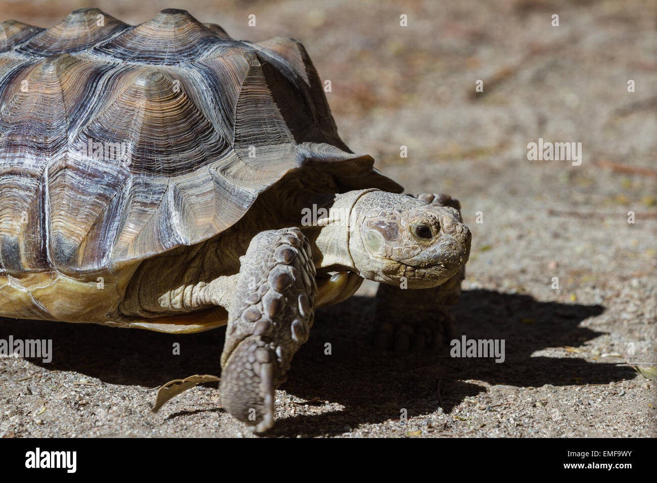 Large african spurred tortoise hi-res stock photography and images - Alamy