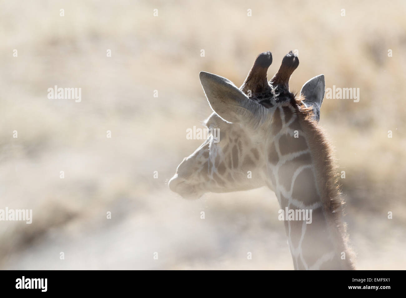 heat shot of a young reticulated giraffe thru dried desert grass for a ...