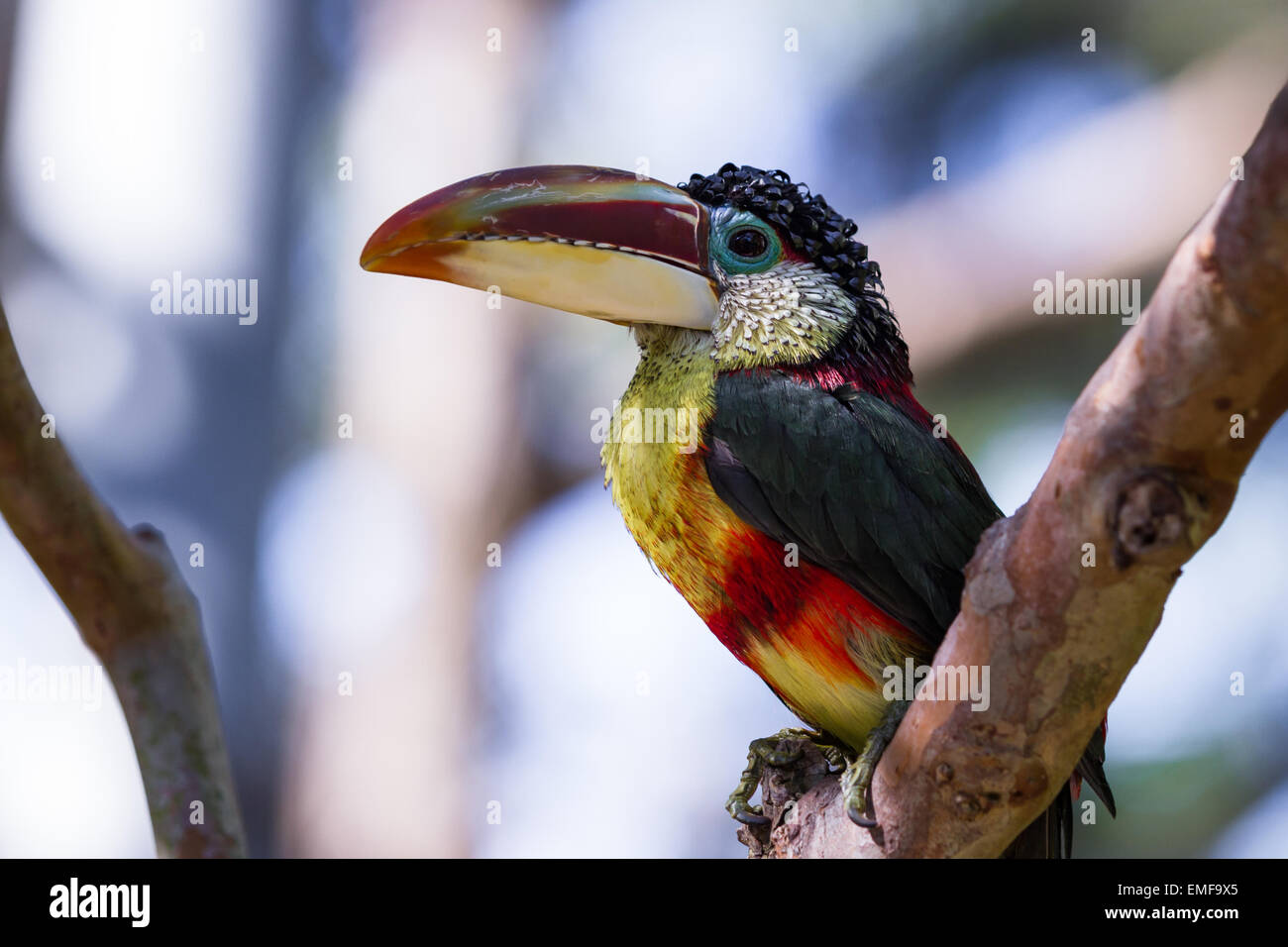 Close up of a Curl crested aracari, a beautiful bird native to South ...