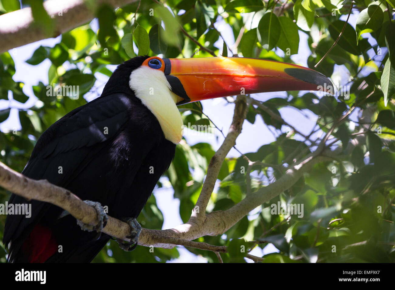 close up of a perched toco toucan with a beautiful display of color and ...