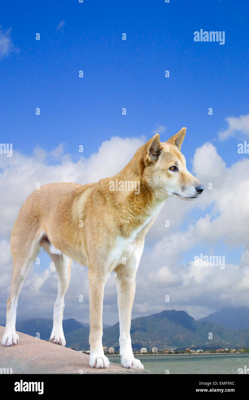 One dingo hi-res stock photography and images - Alamy