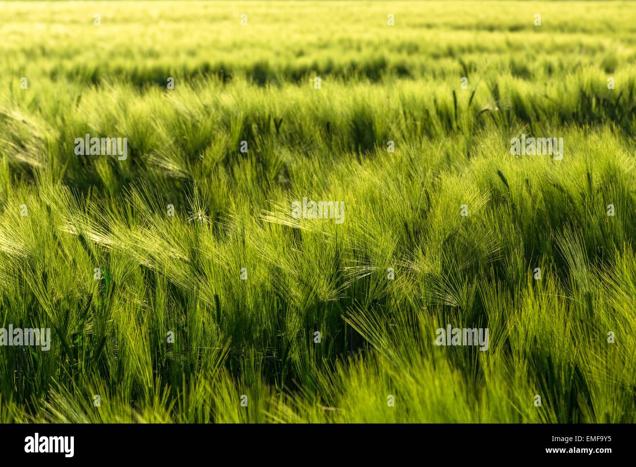 Gold grass growth nature plant plants sunny sunshine hi-res stock ...