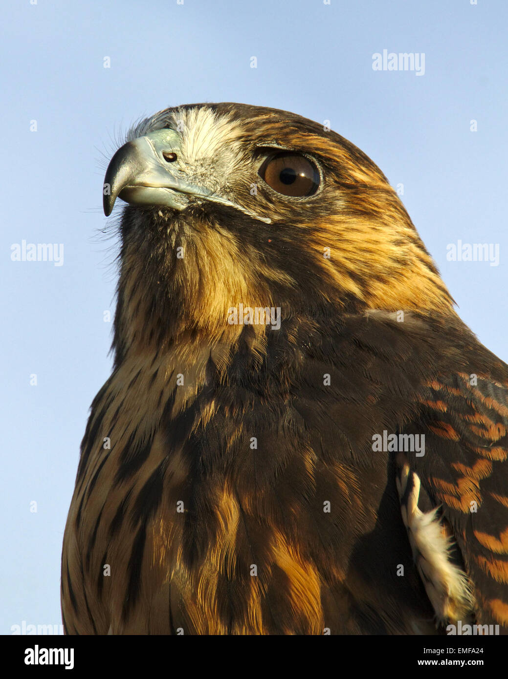 Falcon Side View Stock Photo - Alamy