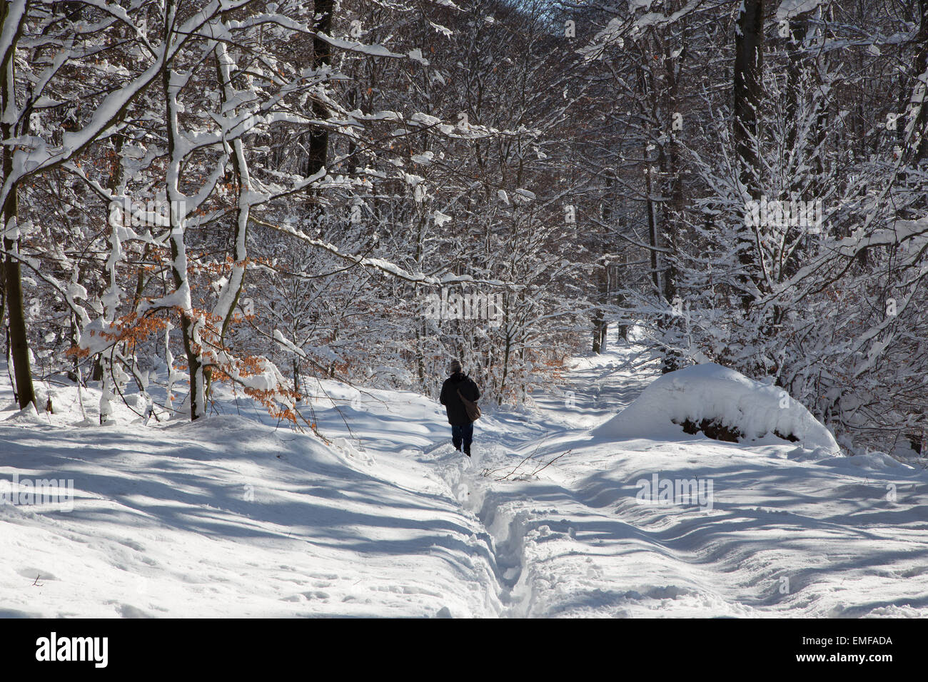 man at walk on the way in winter forest of Little Carpathian hills ...