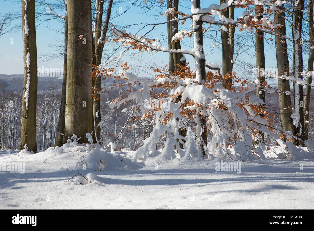 beech winter forest in Little Carpathian hills - Slovakia Stock Photo ...