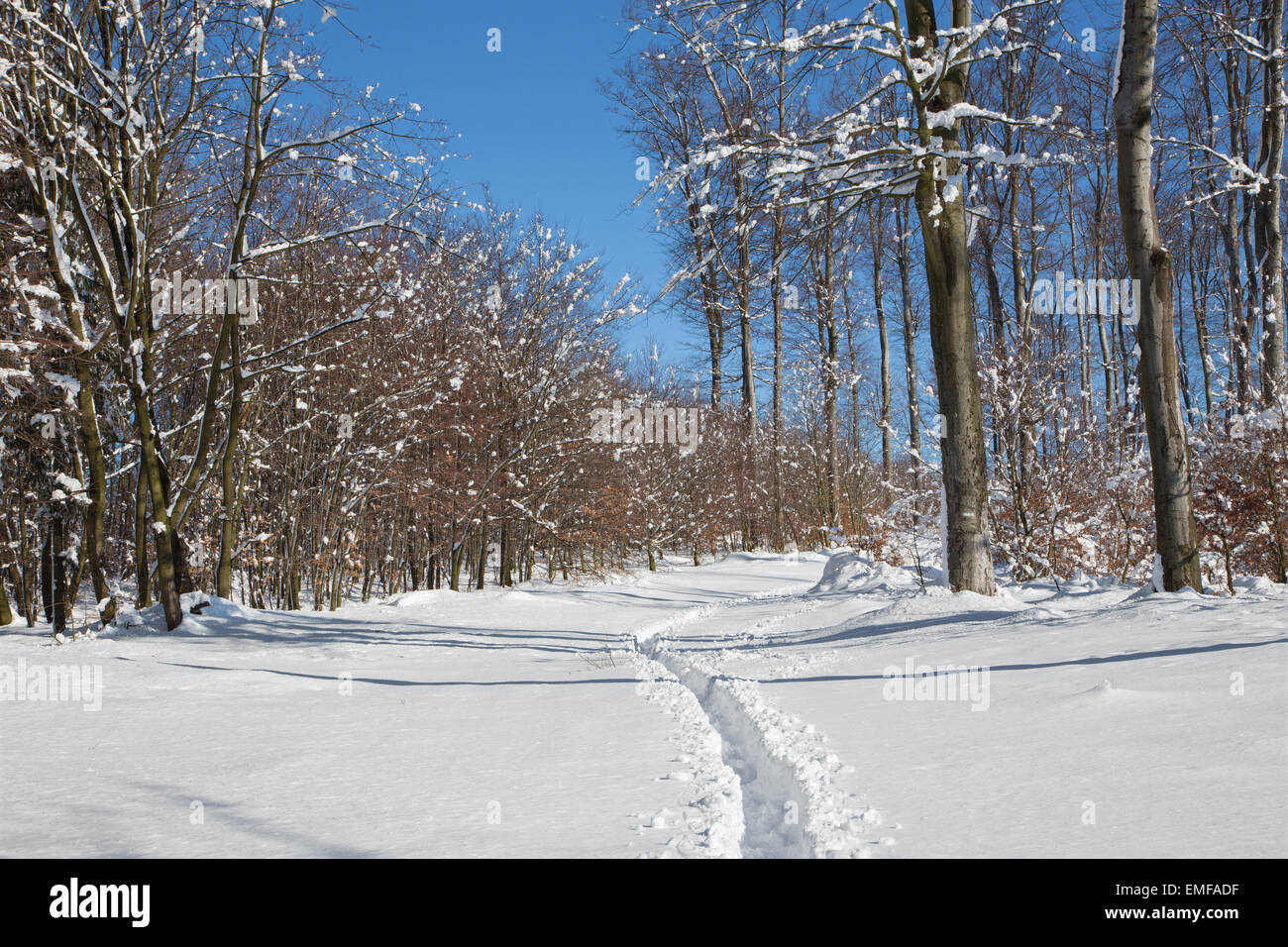 way in winter forest in Little Carpathian hills - Slovakia Stock Photo ...