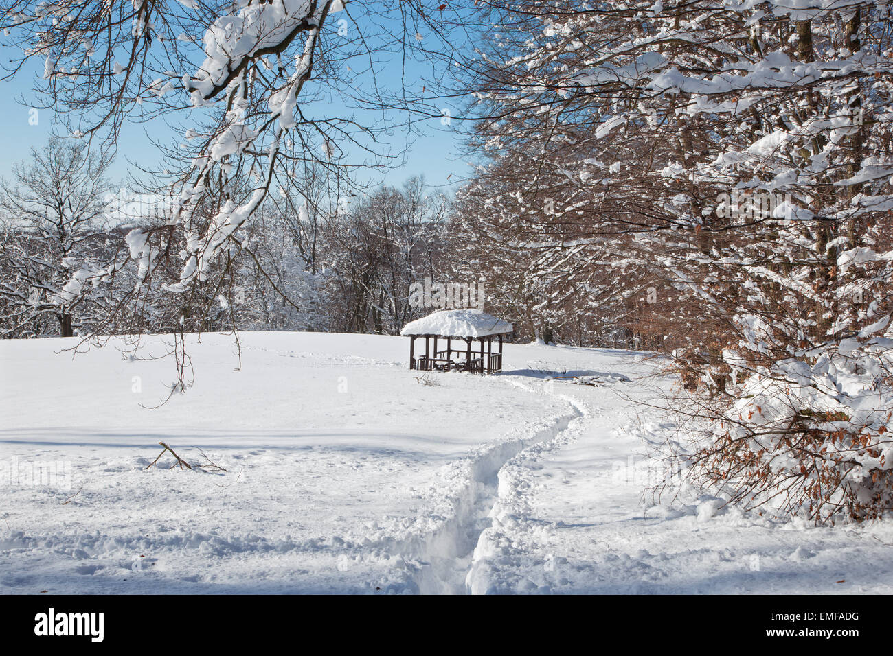 forest glade in winter in Little Carpathian hills - Slovakia Stock ...