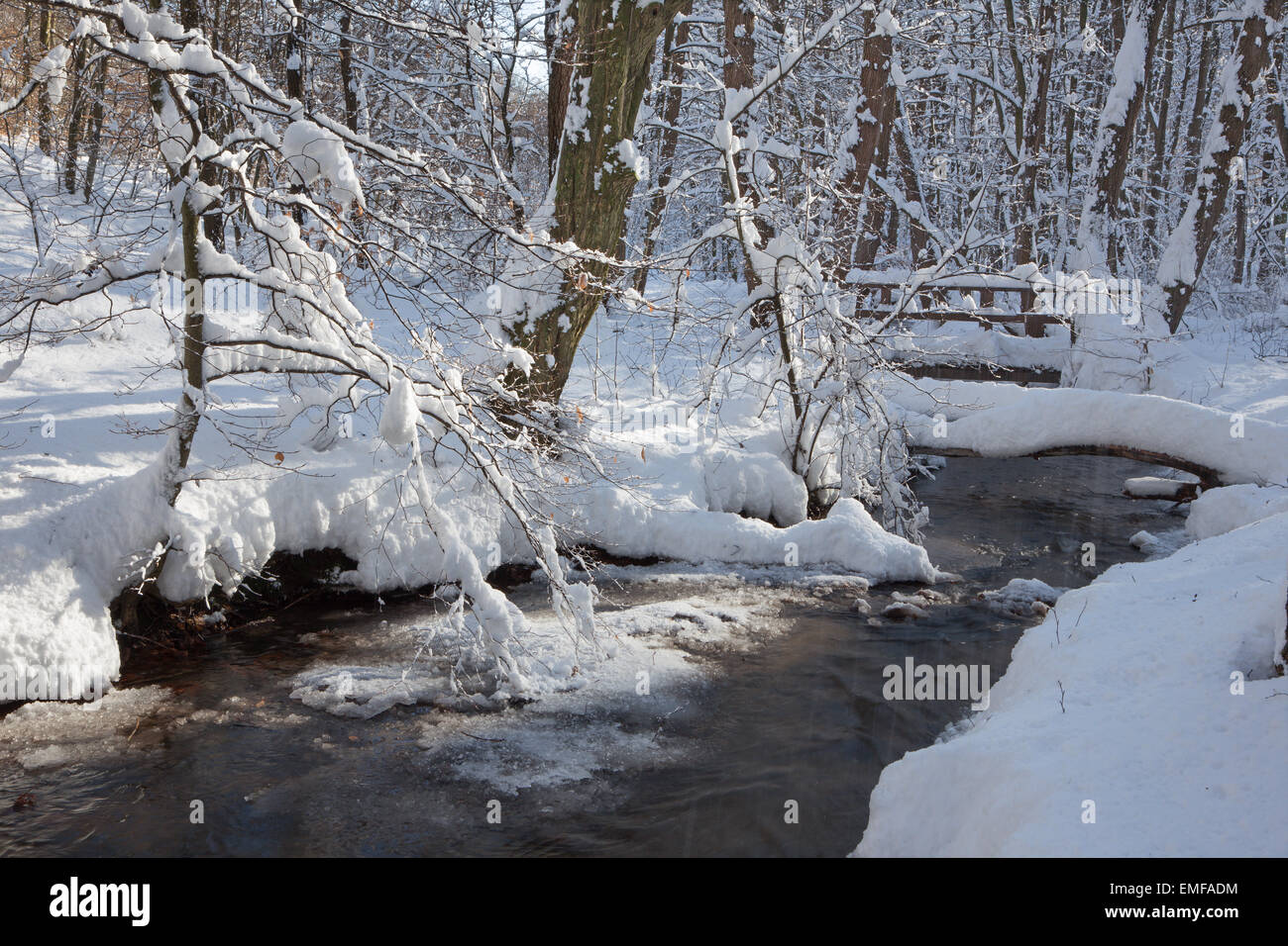 Slovakia forest hi-res stock photography and images - Alamy
