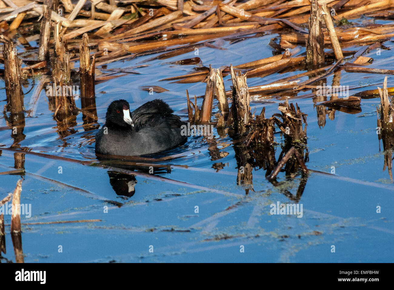 American coot hi-res stock photography and images - Alamy