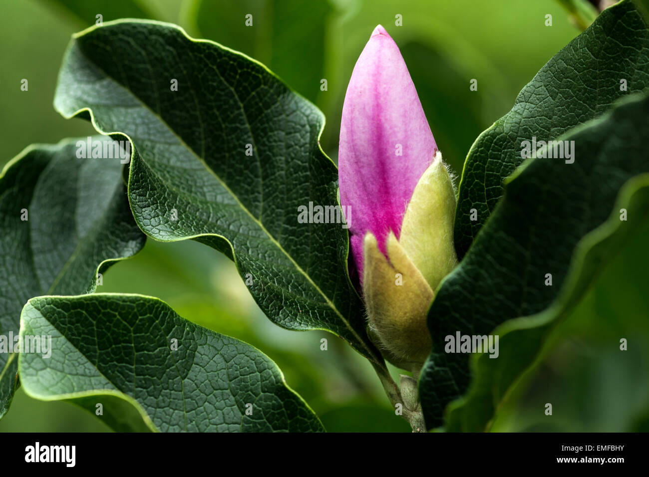 Japanese magnolia flower hi-res stock photography and images - Alamy