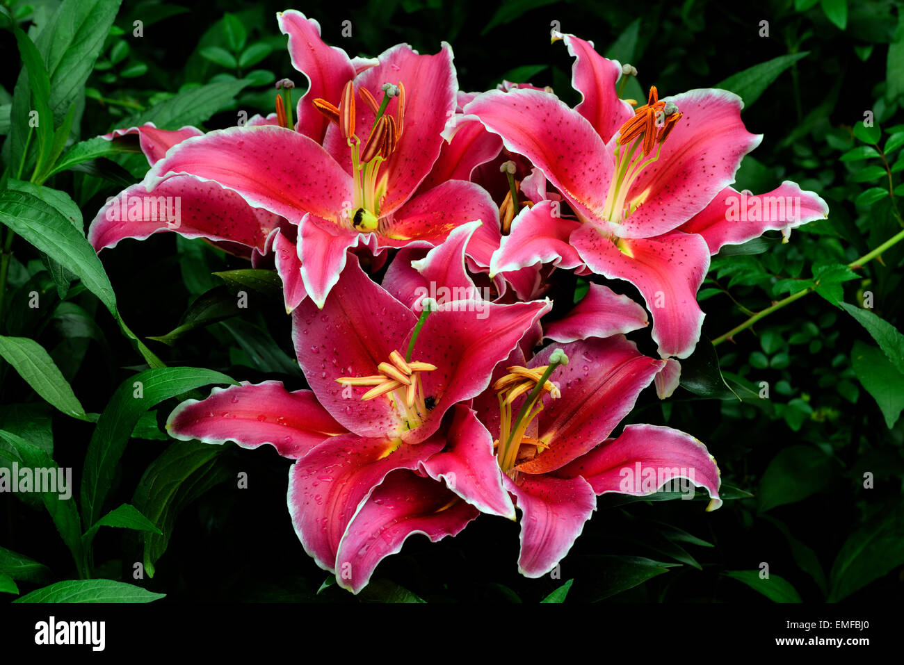 Lily oriental hi-res stock photography and images - Alamy