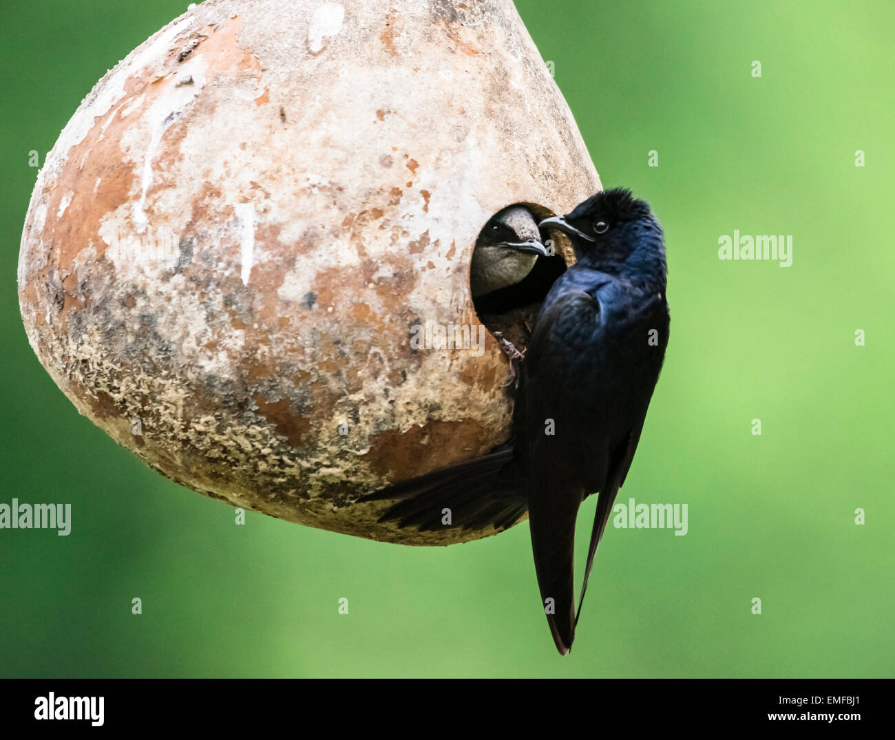 Purple martin hi-res stock photography and images - Alamy