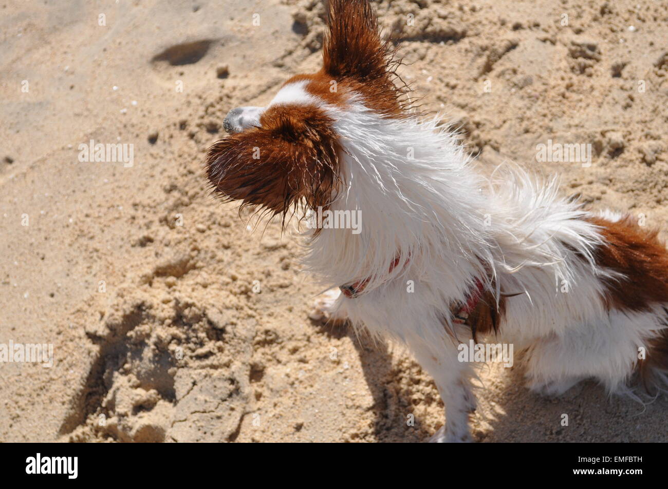 Puppy playing in the sand Stock Photo - Alamy