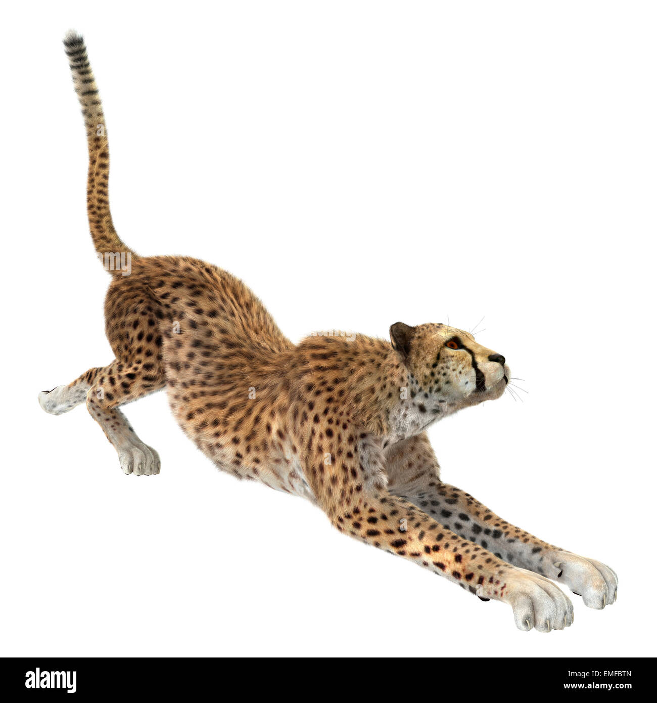 3D digital render of a cheetah isolated on white background Stock Photo ...