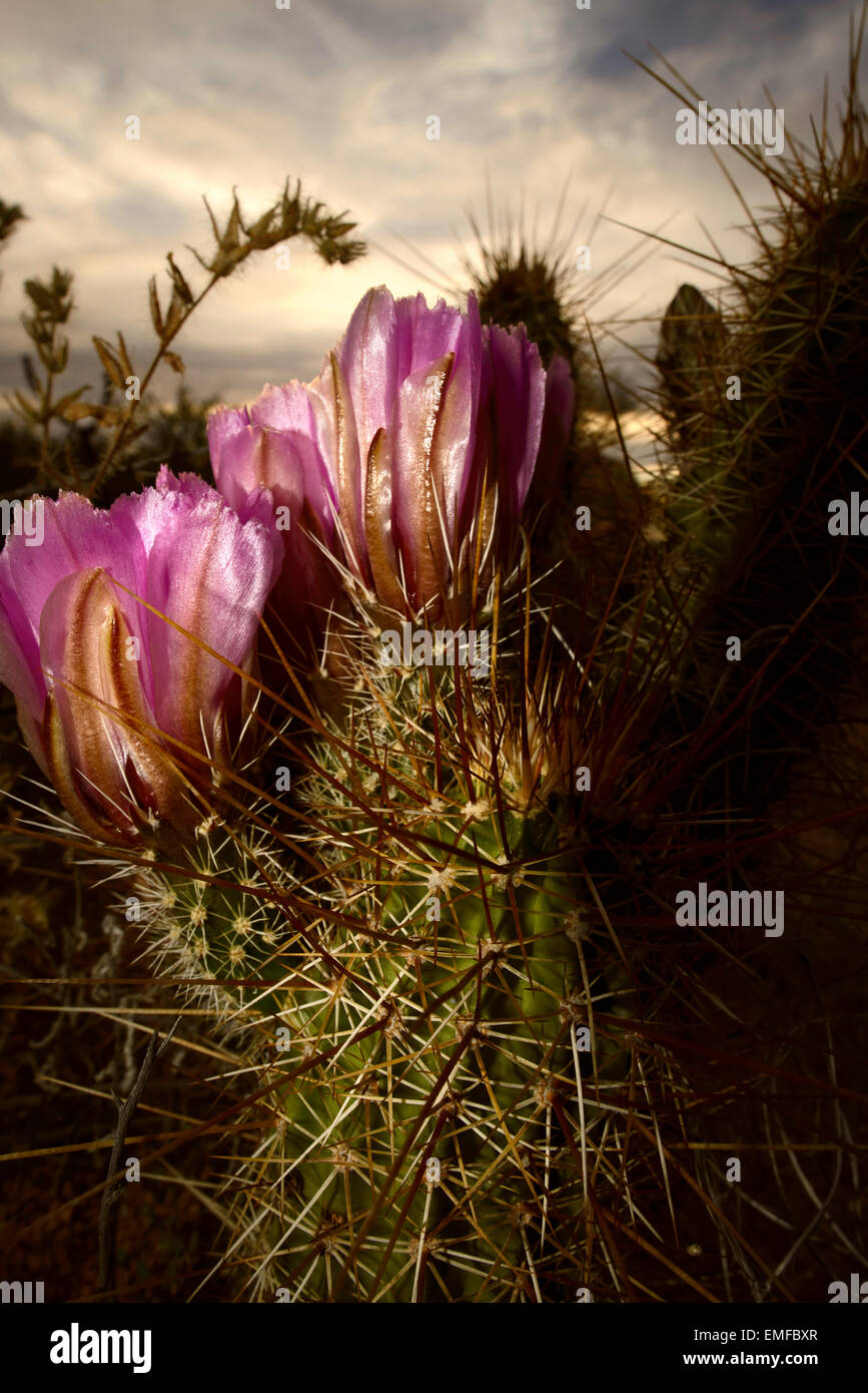Arizona Sun Flower High Resolution Stock Photography and Images - Alamy