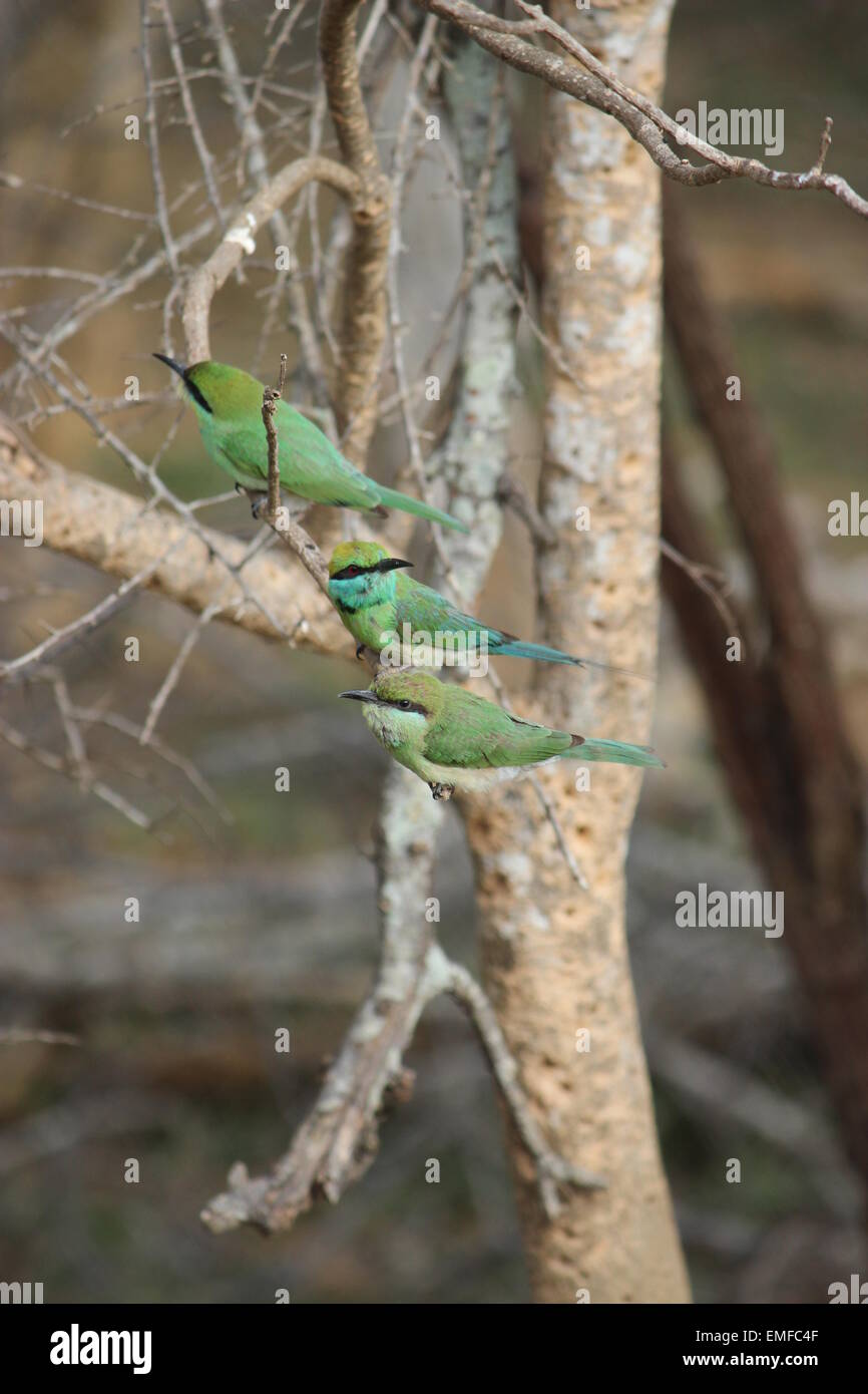 birds in Yala National Park Sri Lanka Stock Photo - Alamy