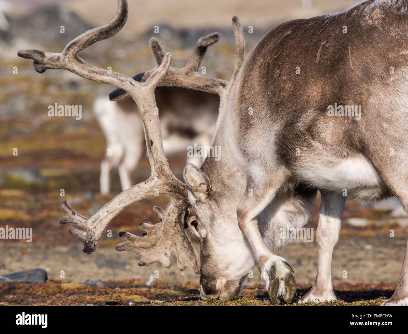 Wild Arctic reindeer in natural habitat Stock Photo - Alamy
