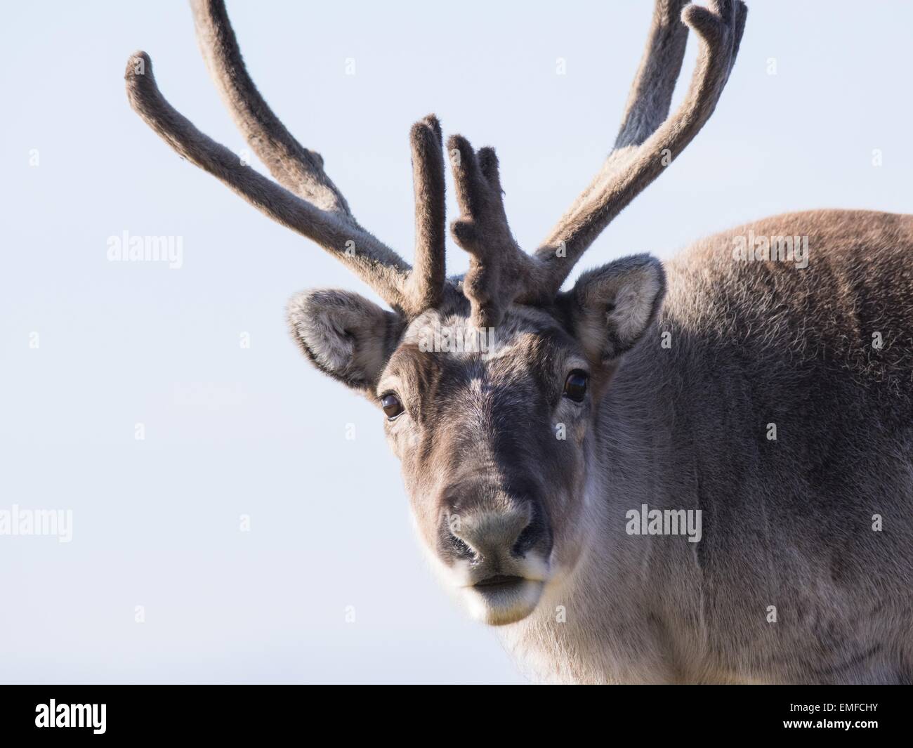 Wild Arctic reindeer in natural habitat Stock Photo - Alamy