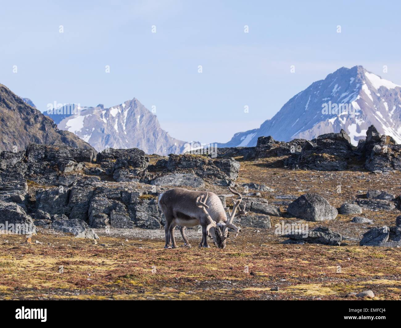 Wild Arctic reindeer in natural habitat Stock Photo - Alamy