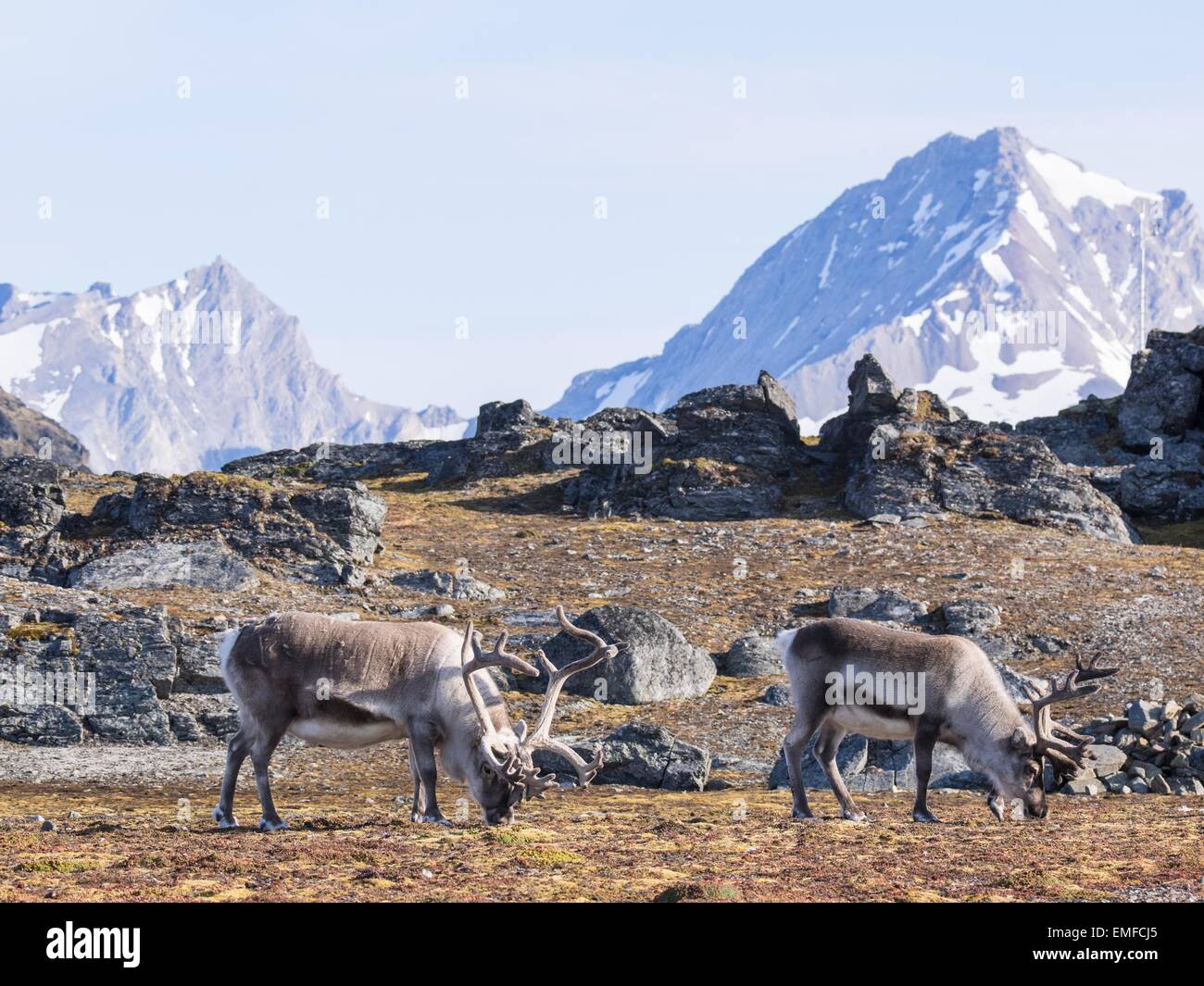 Wild Arctic reindeer in natural habitat Stock Photo - Alamy